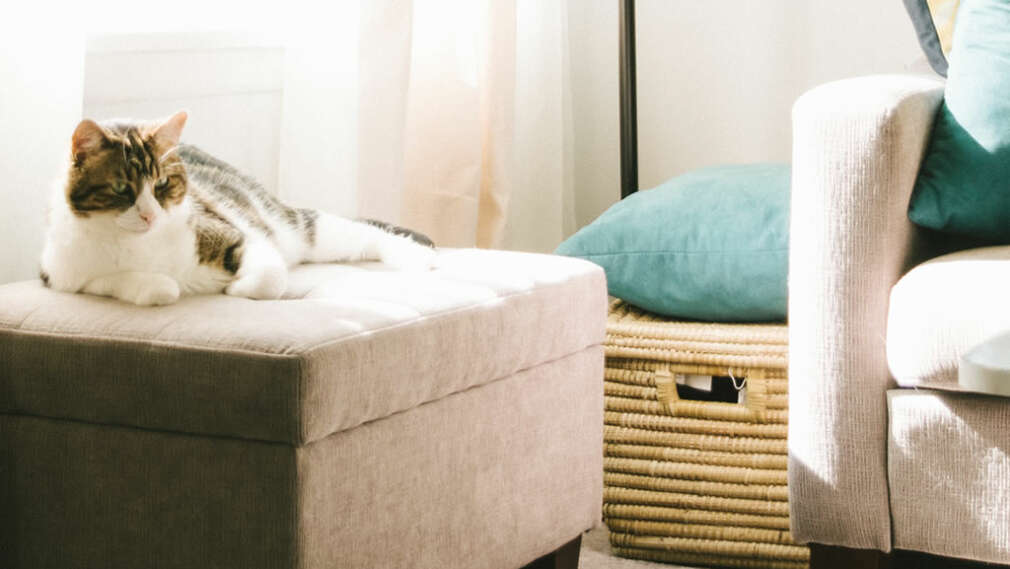 Where to get the ultimate cat proof couch - without buying a new one ...