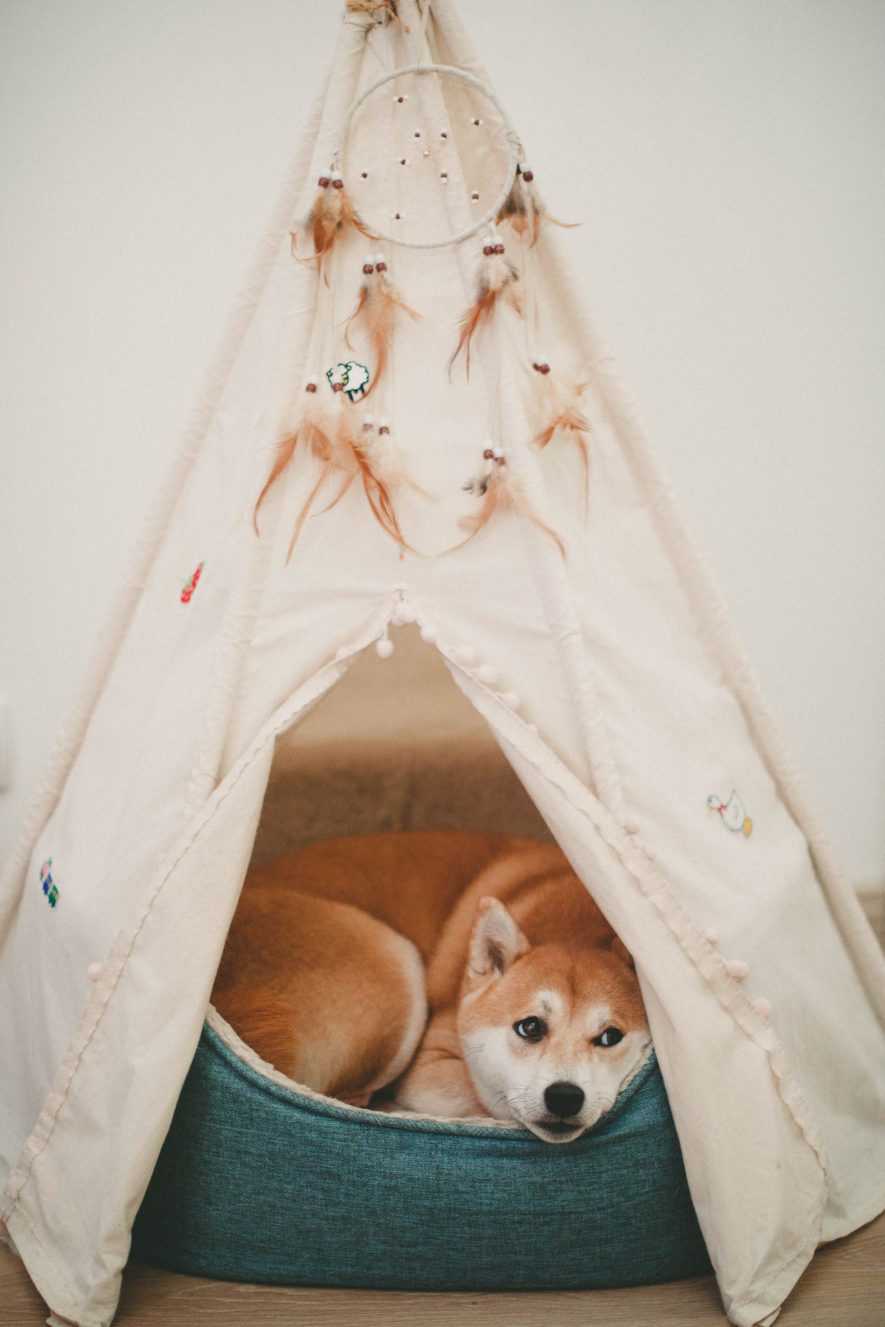 Design a dog-friendly home in 10 steps | Comfort Works Blog & Sofa ...